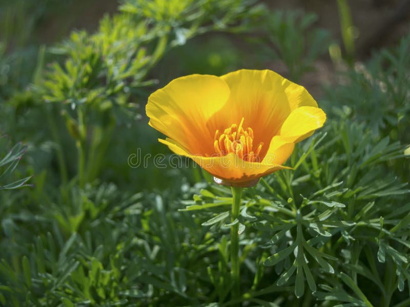Green Leaves California Poppy Flower Stock Images - Download 102 ...