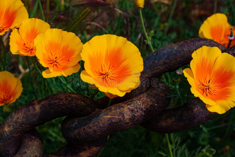 California Poppy and Old Rusty Chain Stock Photo - Image of tree ...
