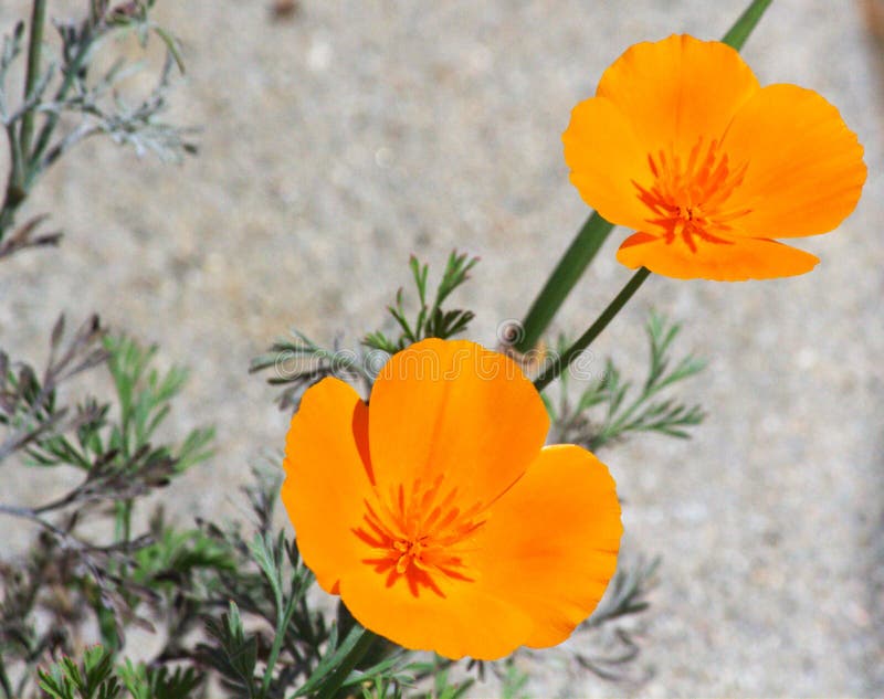 California Poppy stock image. Image of travel, seeds - 52209143