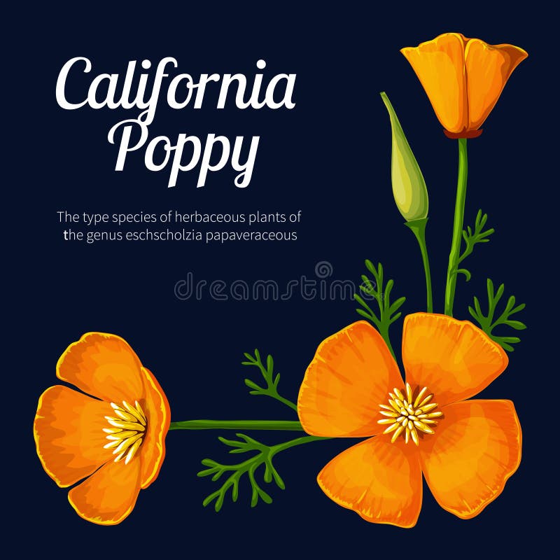 Vector Illustration of Flower Arrangement. California Poppy. Stock ...
