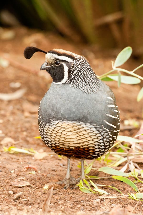Gamble s Quail stock image. Image of gamble, plume, gambelii - 19278269