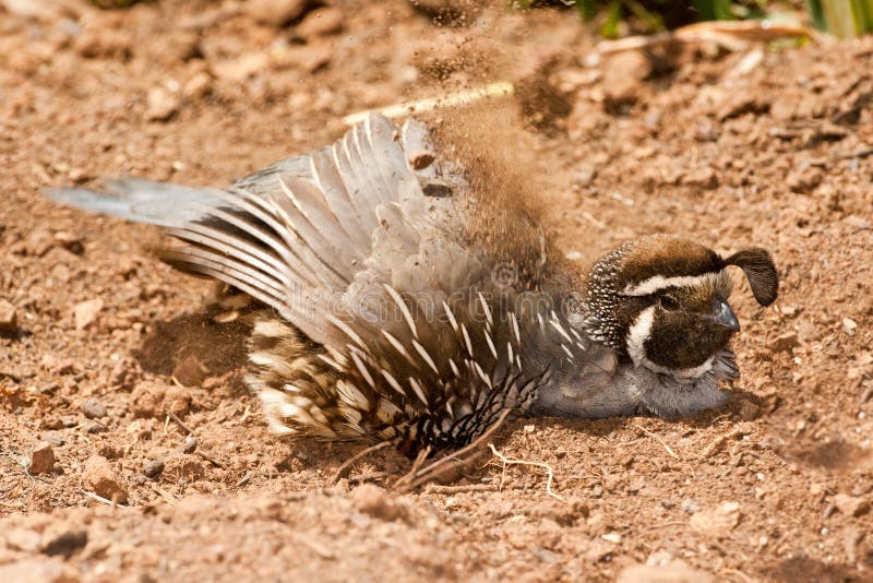 California Quail stock photo. Image of grey, bird, stand - 19517306