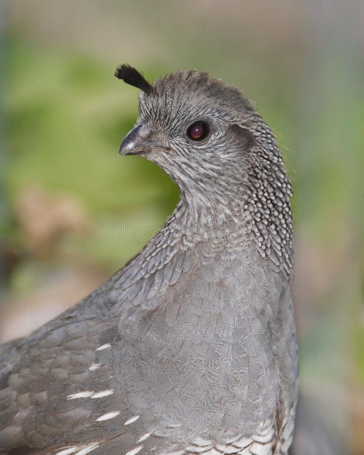 California Quail stock photo. Image of feathers, animal - 5604106