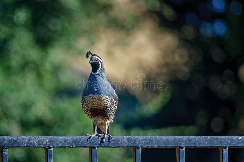 California Quail Perched on Backyard Fence. Stock Image - Image of ...