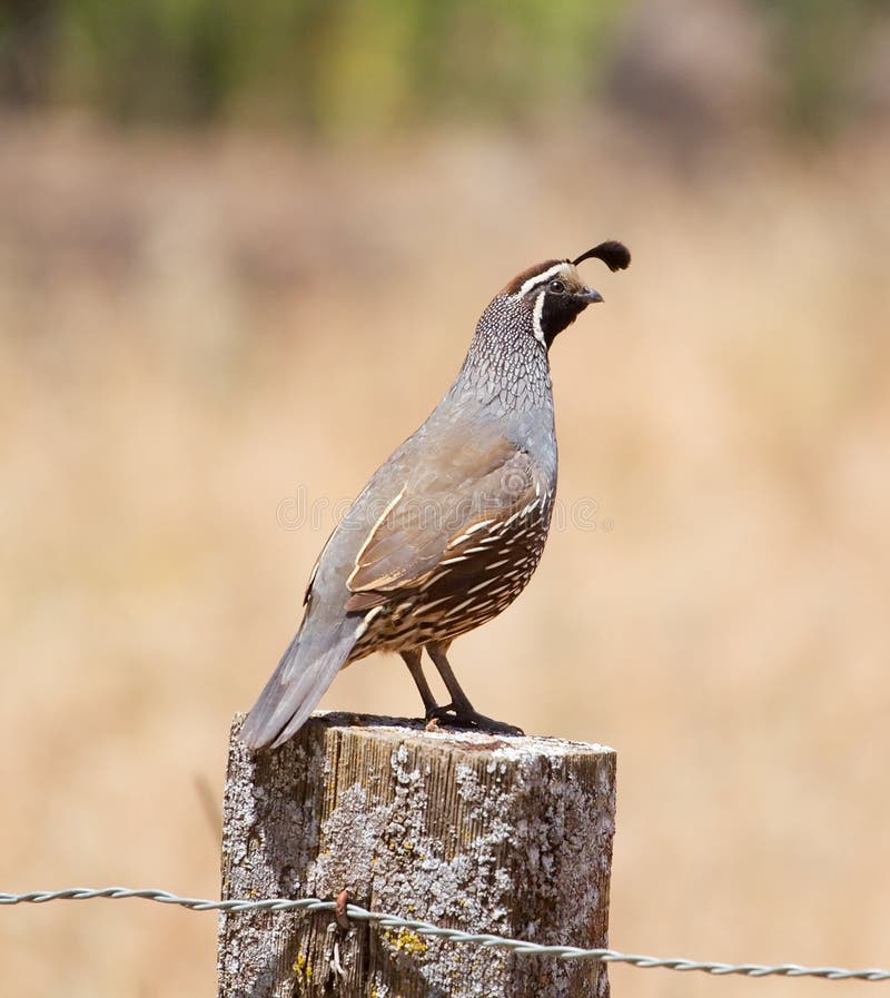 Gamble s Quail stock photo. Image of inquisitive, redhead - 19247154