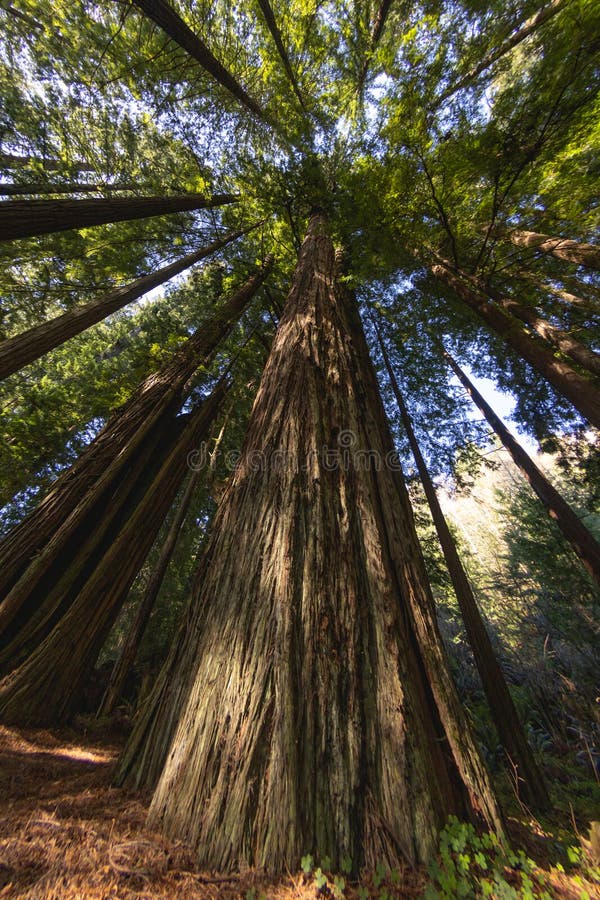 California redwood trees stock image. Image of tall - 314305395