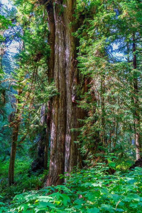 California Redwood Trees 2 stock photo. Image of travel - 293300766