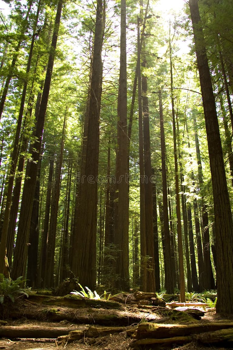 6,858 California Redwoods Stock Photos - Free & Royalty-Free Stock ...