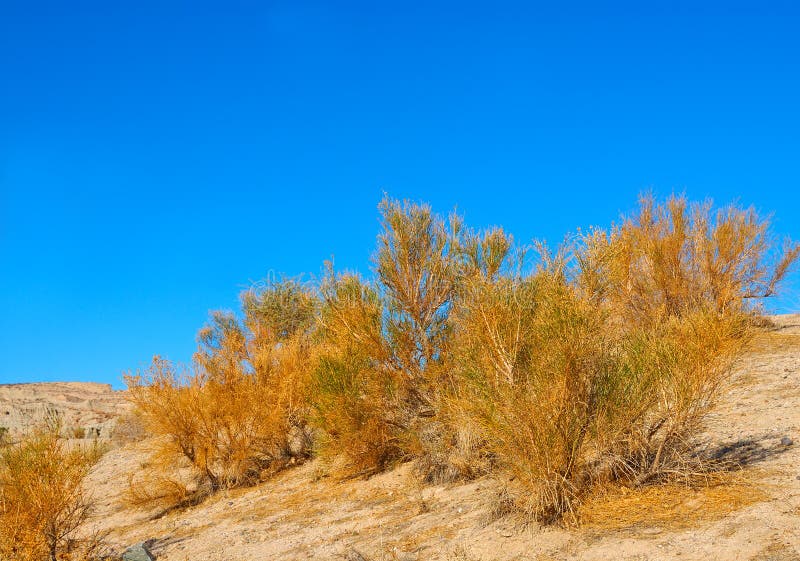California Sagebrush stock image. Image of field, artemisia - 2128659