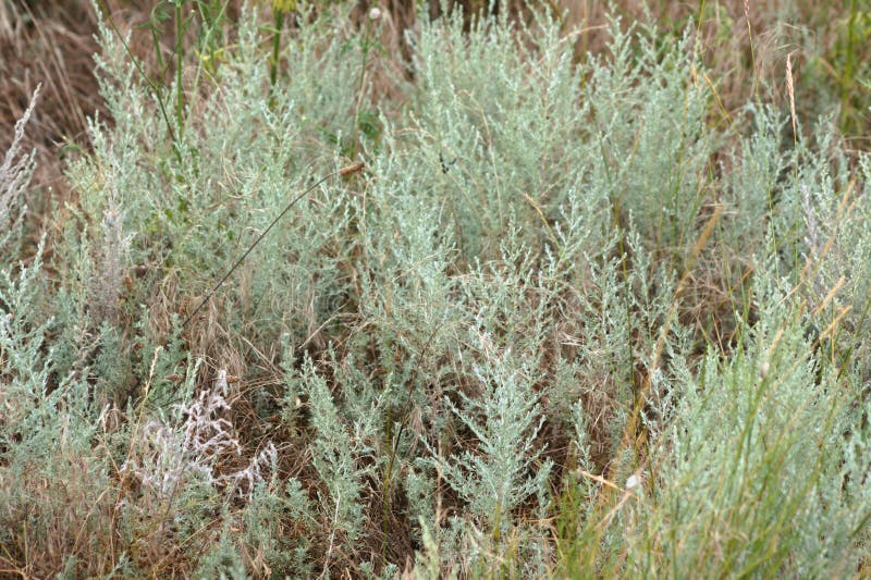 California Sagebrush Closeup Landscape View of it Stock Image - Image ... California Sagebrush Closeup Landscape View of it Stock Image - Image ...