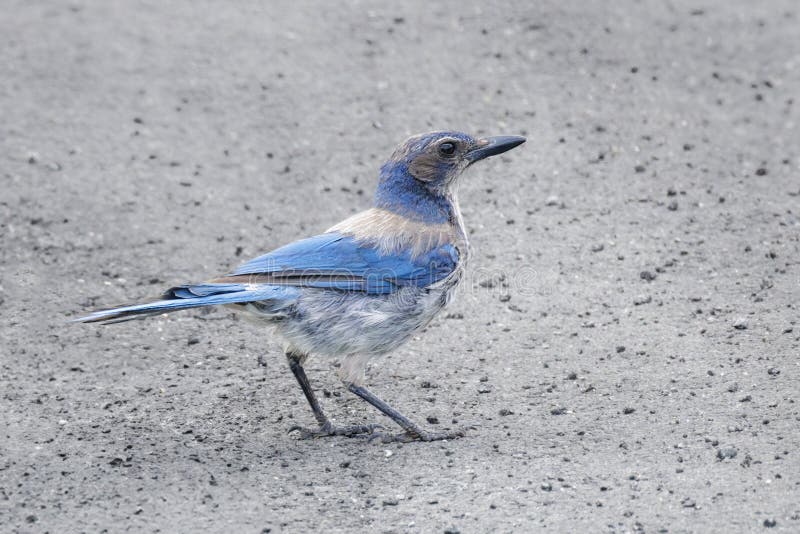 California scrub jay bird stock photo. Image of wildlife - 365446138