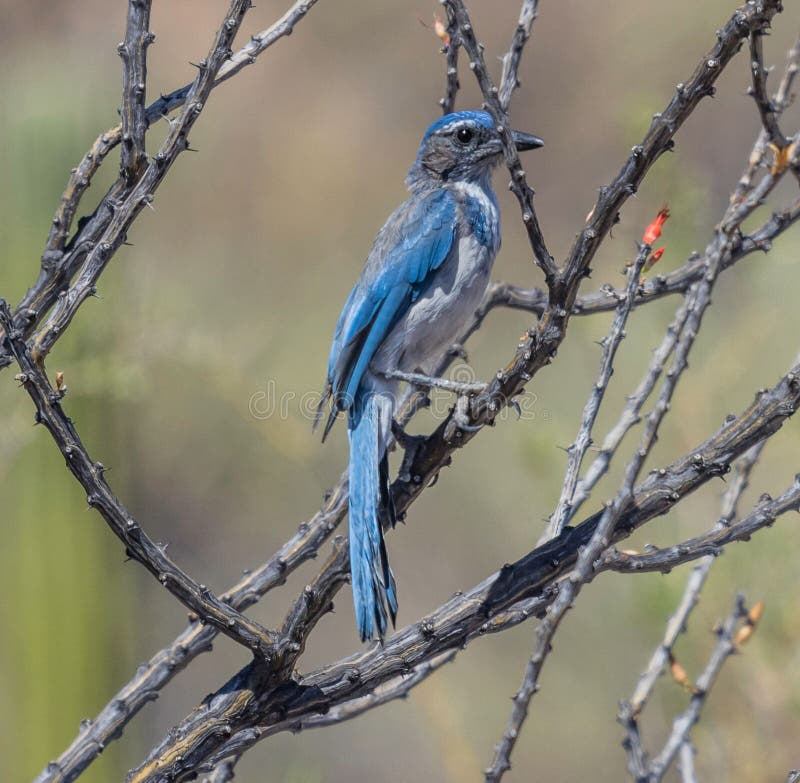 California Scrub Jay Perched Atop a Thin Tree Branch Stock Image ...