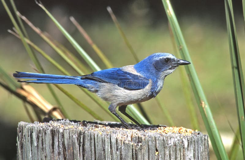 California Scrub Jay stock photo. Image of american, bird - 85661078