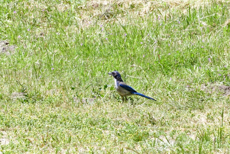 A California Scrub Jay stock image. Image of nature - 117513413