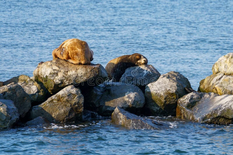 California Sea Lion Resting on a Rock Stock Image - Image of coastline ...