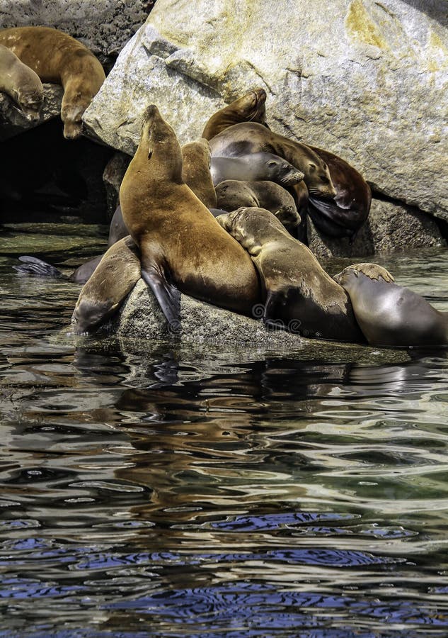 California Sea Lion stock image. Image of barking, face - 117901093