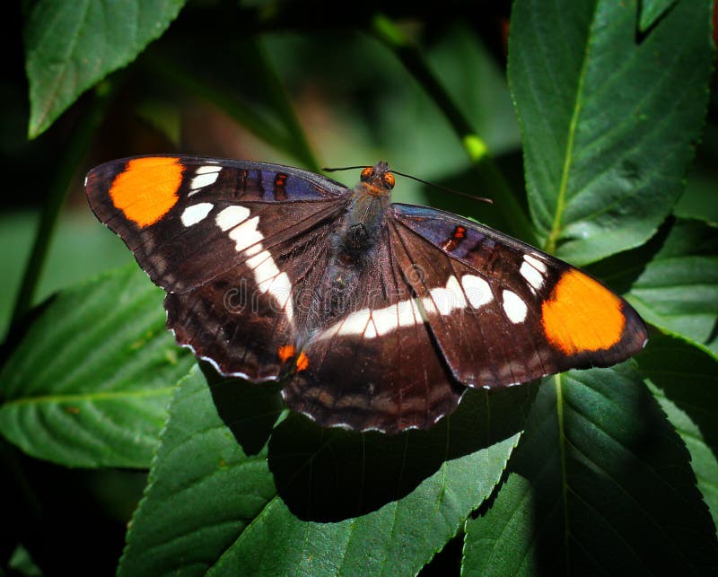 California Sister Butterfly, Adelpha Bredowii Californica Stock Photo ...
