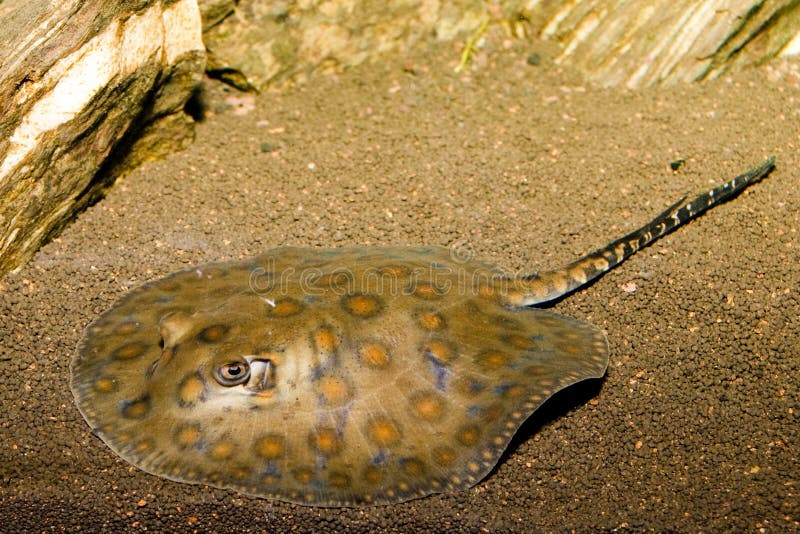 California Spotted Stingray Stock Image - Image of sting, fish: 14645179