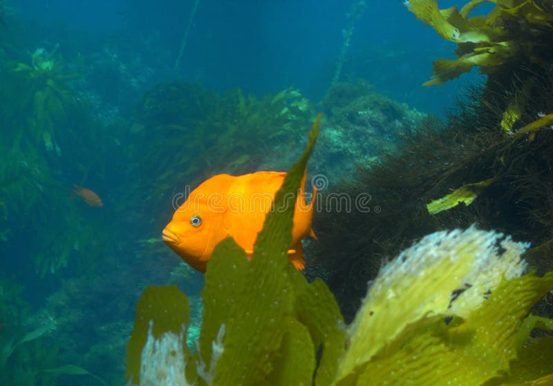 California State Fish stock photo. Image of fish, pacific - 10866784