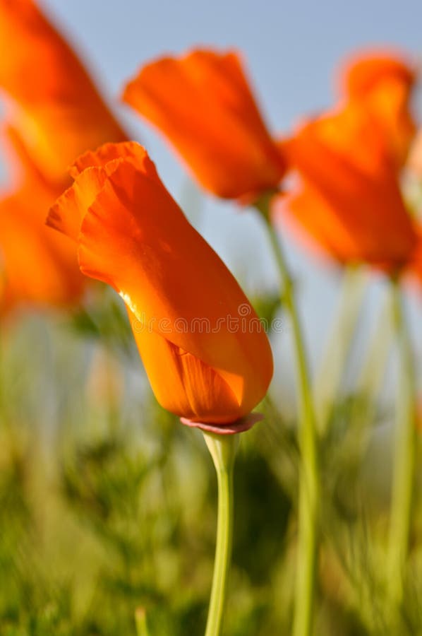 California State Poppies stock photo. Image of flowers - 13807526