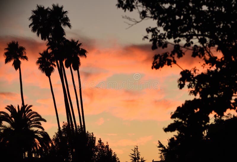 California Sunset stock photo. Image of afterglow, arecales - 102449924