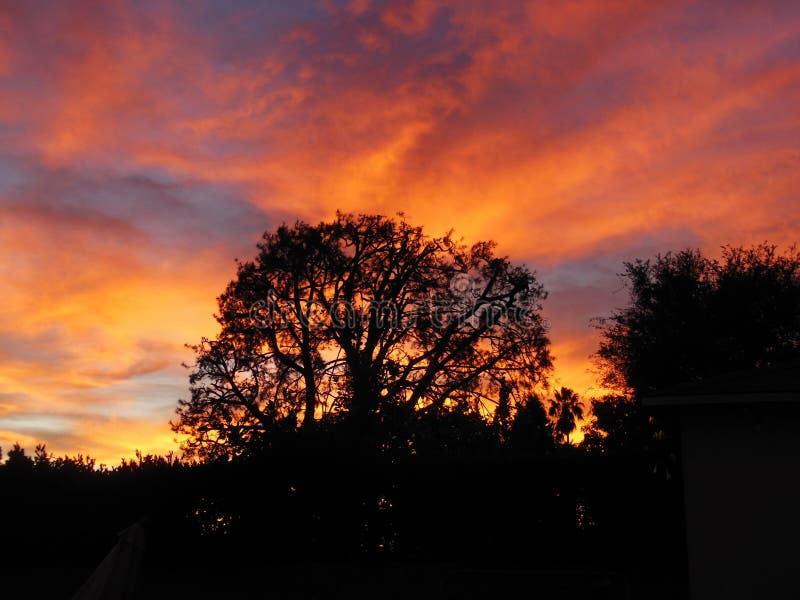 California Sunset with Tree and Pink and Orange Sky Stock Photo - Image ...