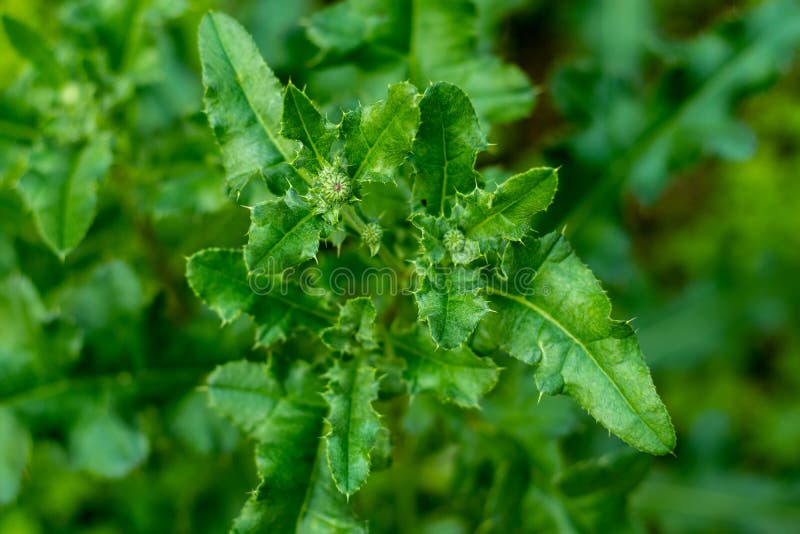 California Thistle or Cirsium Arvense from Compositae Family Stock ...