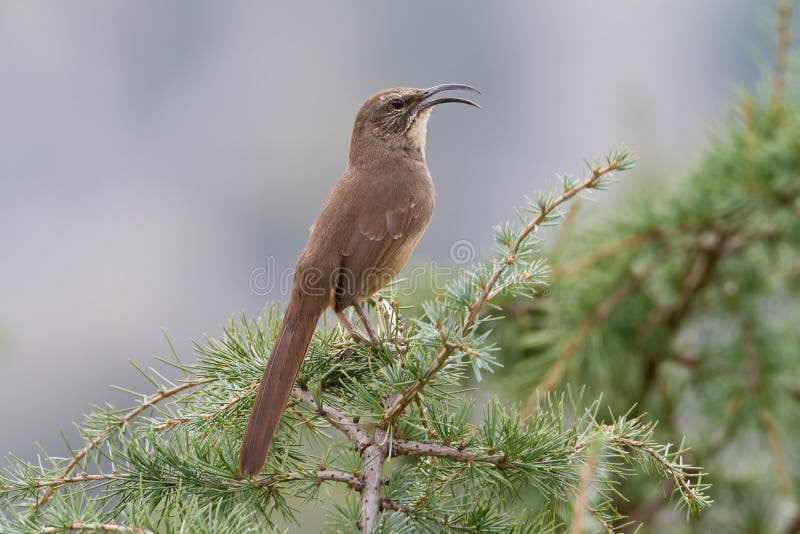 California Thrasher stock image. Image of thrasher, wildlife - 36695355