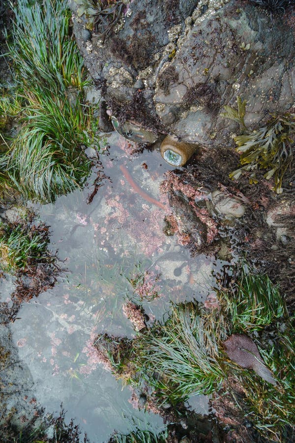 California tide pool stock photo. Image of zone, rocky - 260121780
