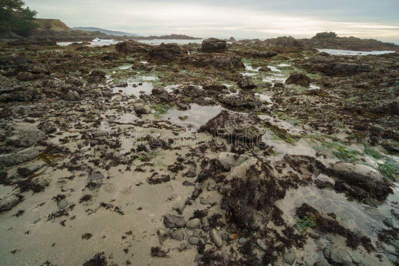 California Tide Pools at Low Tide Stock Photo - Image of ecosystem ...