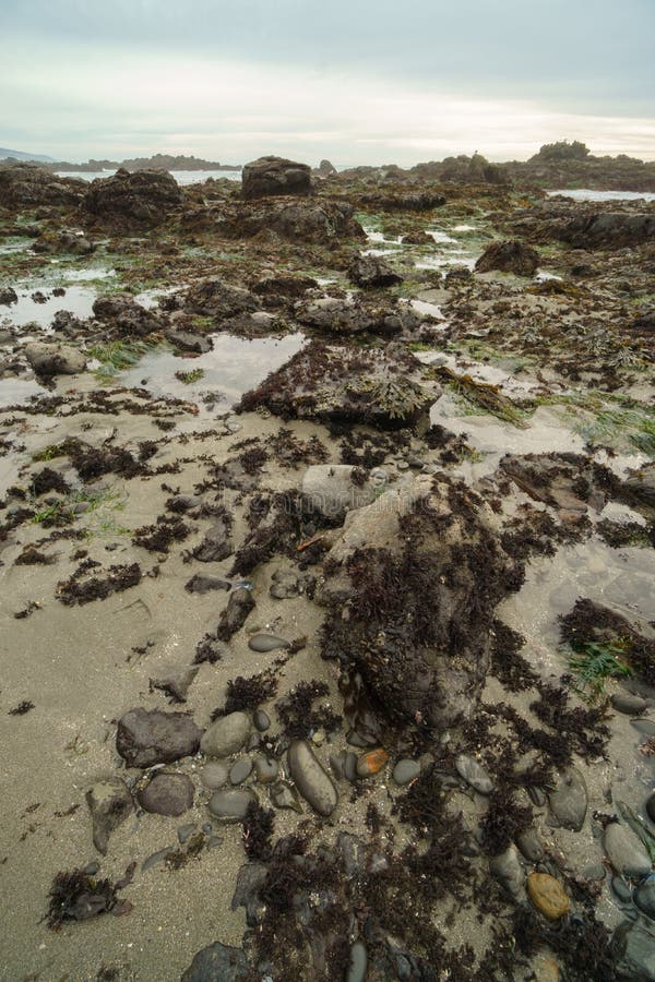 California Tide Pools Low Tide Stock Image - Image of tidal, nature ...