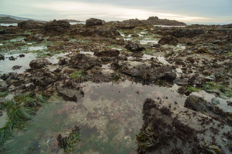 California Tide Pools Low Tide Stock Image - Image of biology, rock ...
