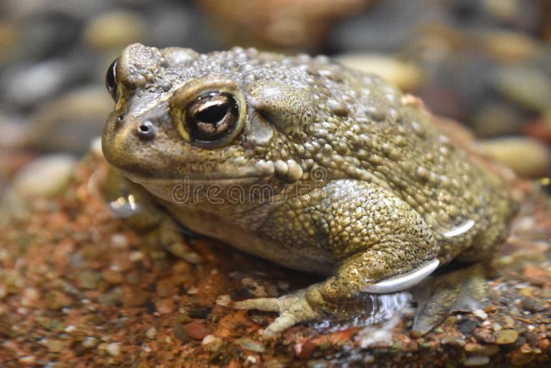 A California Toad stock photo. Image of santa, grass - 139026092