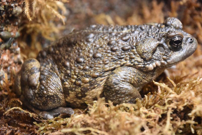 A California Toad stock image. Image of boreas, cautious - 139026095