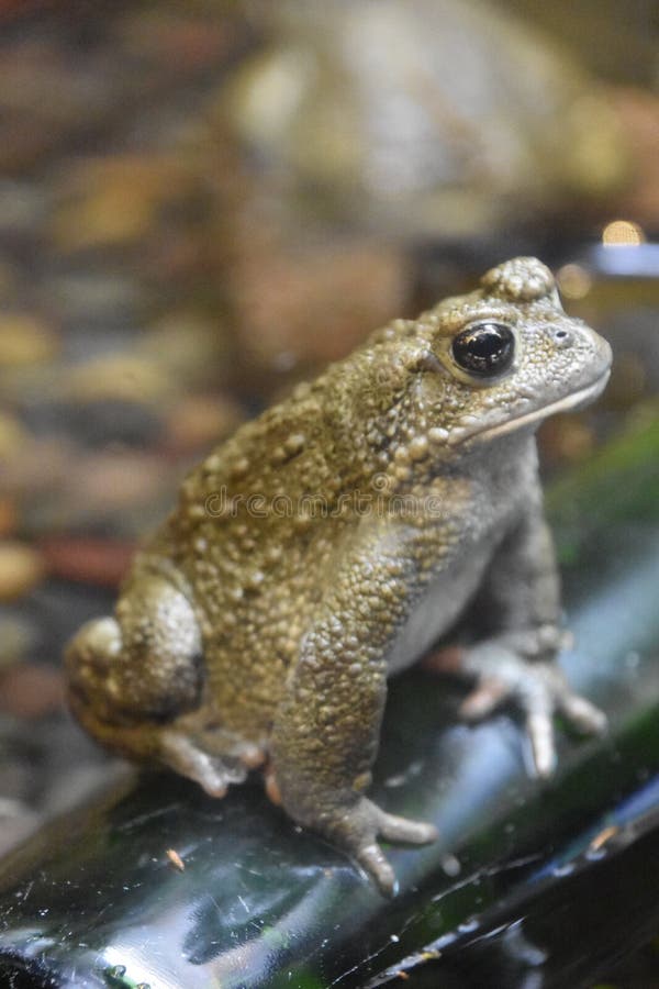 A California Toad stock image. Image of halophilus, lush - 139026103