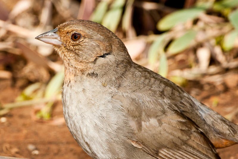 California Towhee stock photo. Image of grey, brown, dull - 19517356