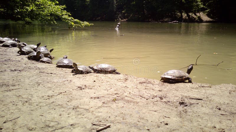 California turtles stock image. Image of lake, sunbathe - 92009487