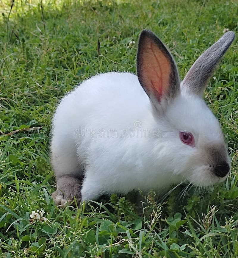 Calornia Stock Photos - Free & Royalty-Free Stock Photos from Dreamstime