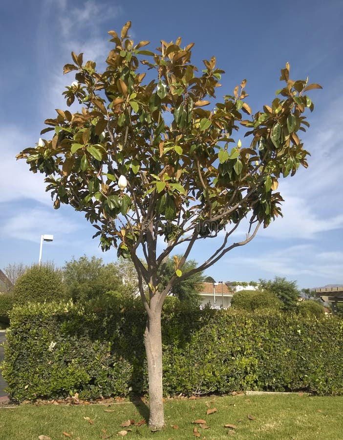 California White Magnolia stock image. Image of branches - 41107141