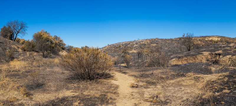 California Wildfire Burn Area Stock Image - Image of walking, scorch ...