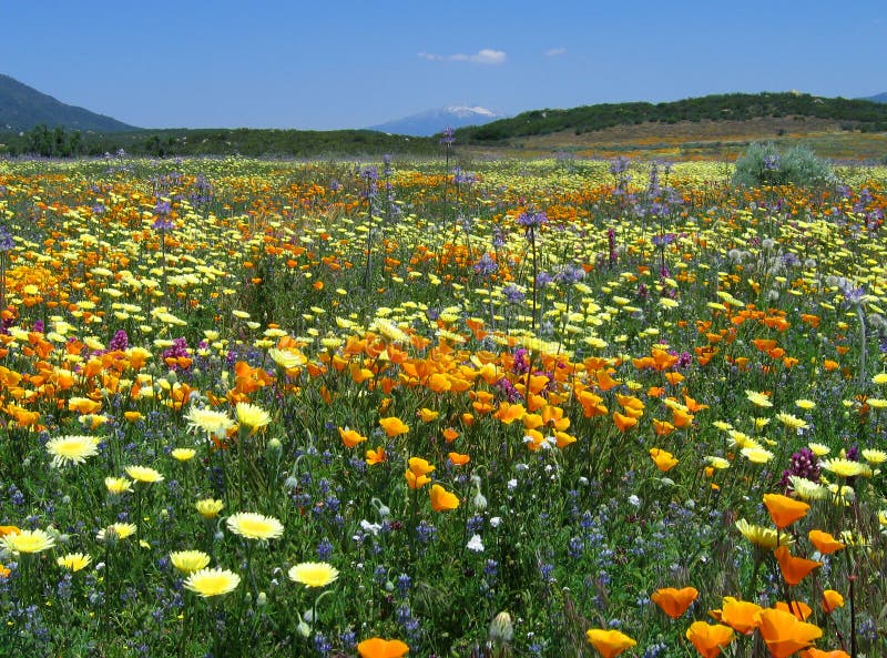 California Wildflower Extravaganza Stock Photo - Image of anza ...