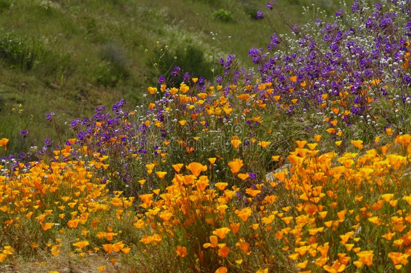Wildflowers in a Mountain Meadow. Stock Image - Image of natural ...