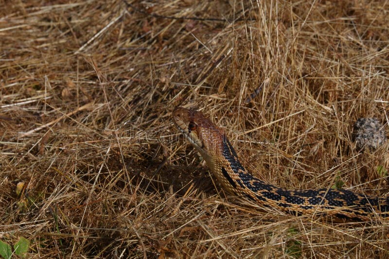 California Wildlife Series - Golden Eyed San Diego Gopher Snake ... California Wildlife Series - Golden Eyed San Diego Gopher Snake ...