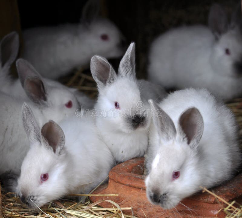 Californian breed rabbits stock photo. Image of food - 174970378