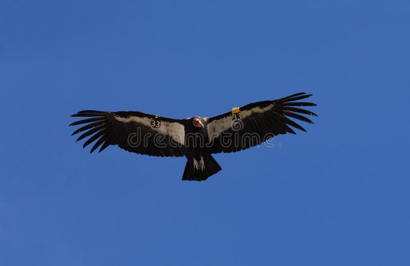 Californian Condor in Flight Stock Photo - Image of rare, floating ...