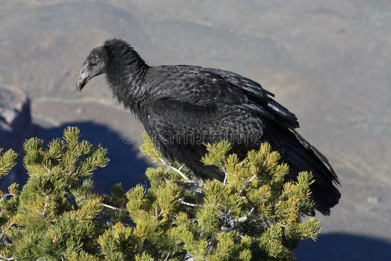 Californian Condor in tree stock photo. Image of californianus - 12020102