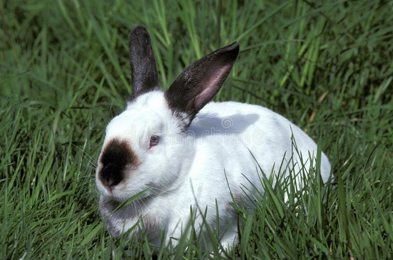 Californian Domestic Rabbit Stock Image - Image of californian, farming ...