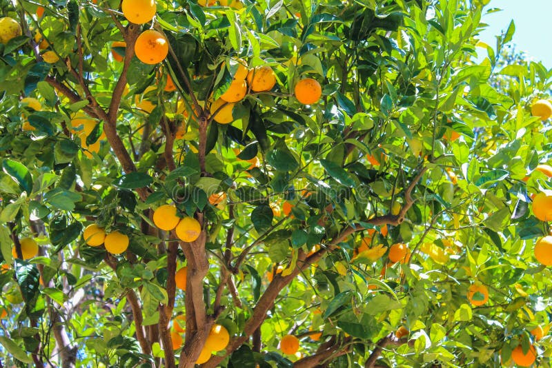 Californian Orange Grove stock photo. Image of california - 126086260