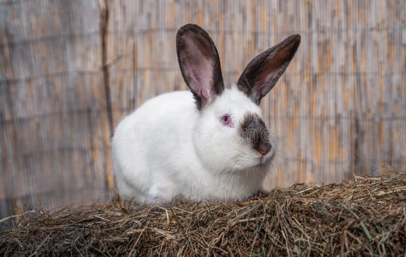 Californian Russian Medium Sized Rabbit Sitting on a Hay before Easter ...