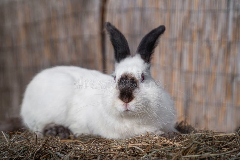 Californian Russian Medium Sized Rabbit Sitting on a Hay before Easter ...